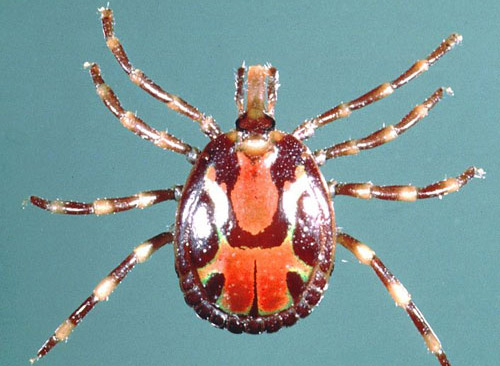 1st Detection of Rickettsia africae & Tropical Bont Tick Found in ...